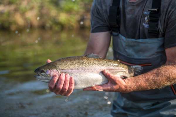 Big Brown Fish & Pay Lakes - Where the fish are always biting!