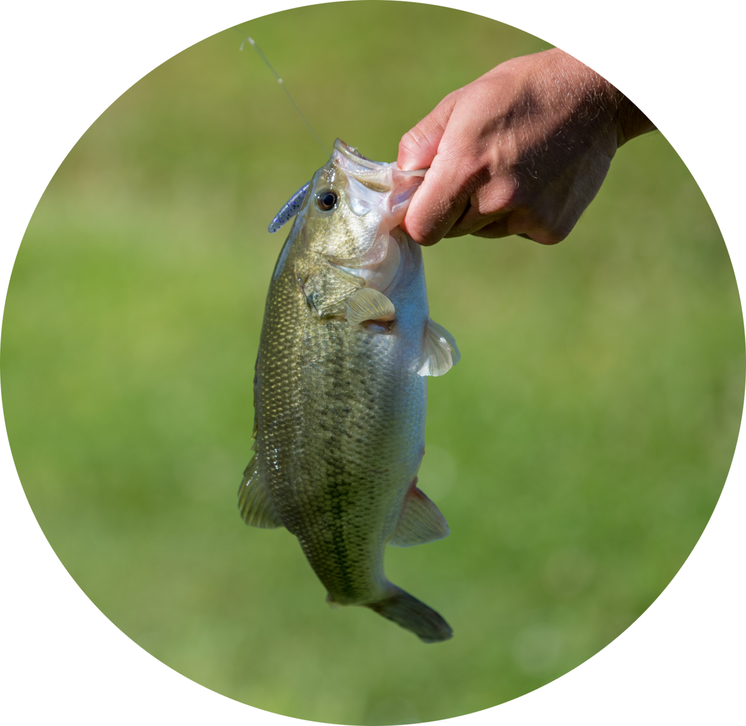 Big Brown Fish & Pay Lakes - Where the Fish are Always Biting!